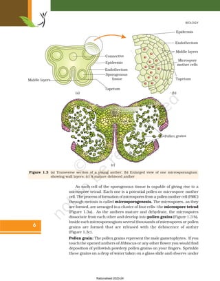 Ncert sexual reproduction in flowering plants | PDF