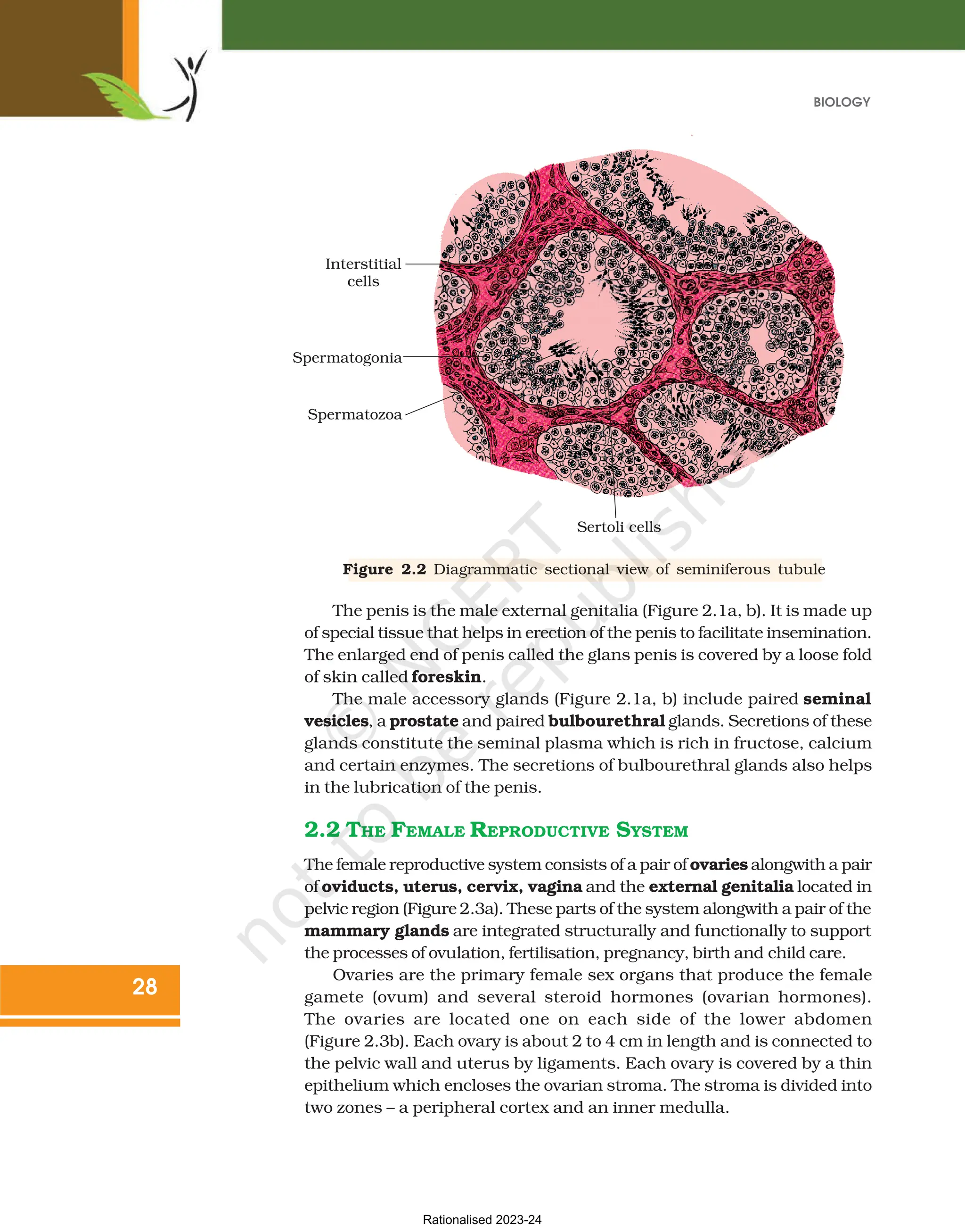 Ncert Human Reproduction chapter of second | PDF