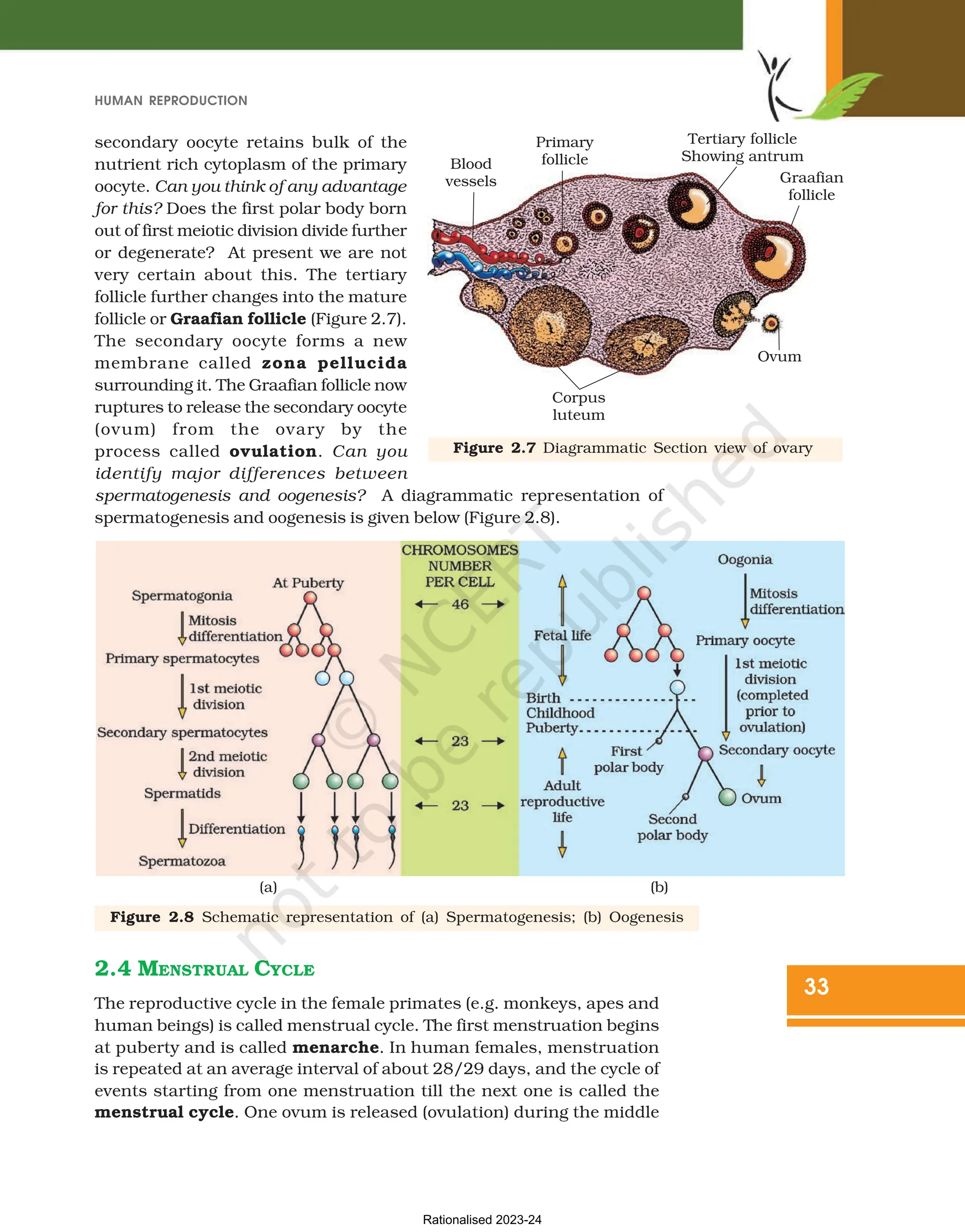 Ncert Human Reproduction chapter of second | PDF