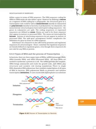 MOLECULAR BASIS OF INHERITANCE ( it very useful) | PDF