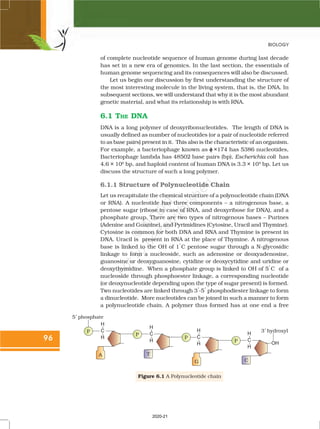 MOLECULAR BASIS OF INHERITANCE ( it very useful) | PDF