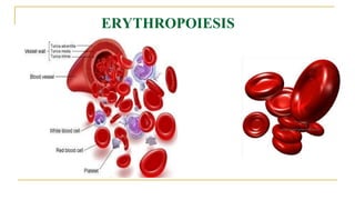 Lec-1.-Erythropoiesis and it's stages with fate of rbc | PDF