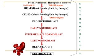 Lec-1.-Erythropoiesis and it's stages with fate of rbc | PDF