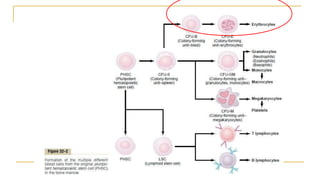 Lec-1.-Erythropoiesis and it's stages with fate of rbc | PDF