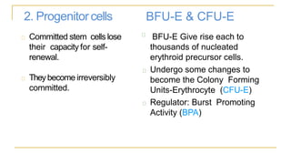 Lec-1.-Erythropoiesis and it's stages with fate of rbc | PDF