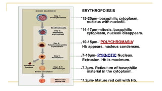 Lec-1.-Erythropoiesis and it's stages with fate of rbc | PDF