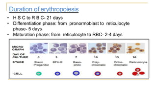 Lec-1.-Erythropoiesis and it's stages with fate of rbc | PDF