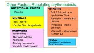 Lec-1.-Erythropoiesis and it's stages with fate of rbc | PDF