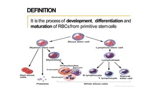 Lec-1.-Erythropoiesis and it's stages with fate of rbc | PDF