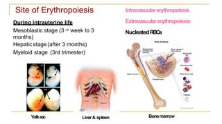 Lec-1.-Erythropoiesis and it's stages with fate of rbc | PDF
