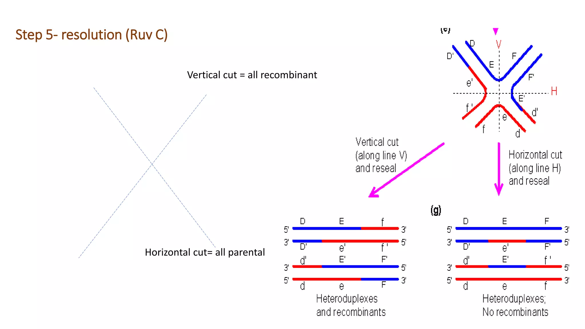 Homologous recombination and Site specific recombination | PPTX