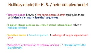 Homologous recombination and Site specific recombination | PPTX