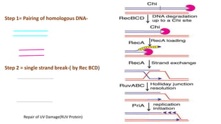 Homologous recombination and Site specific recombination | PPTX