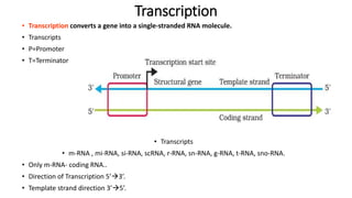 Transcription | PPTX | Chemistry | Science