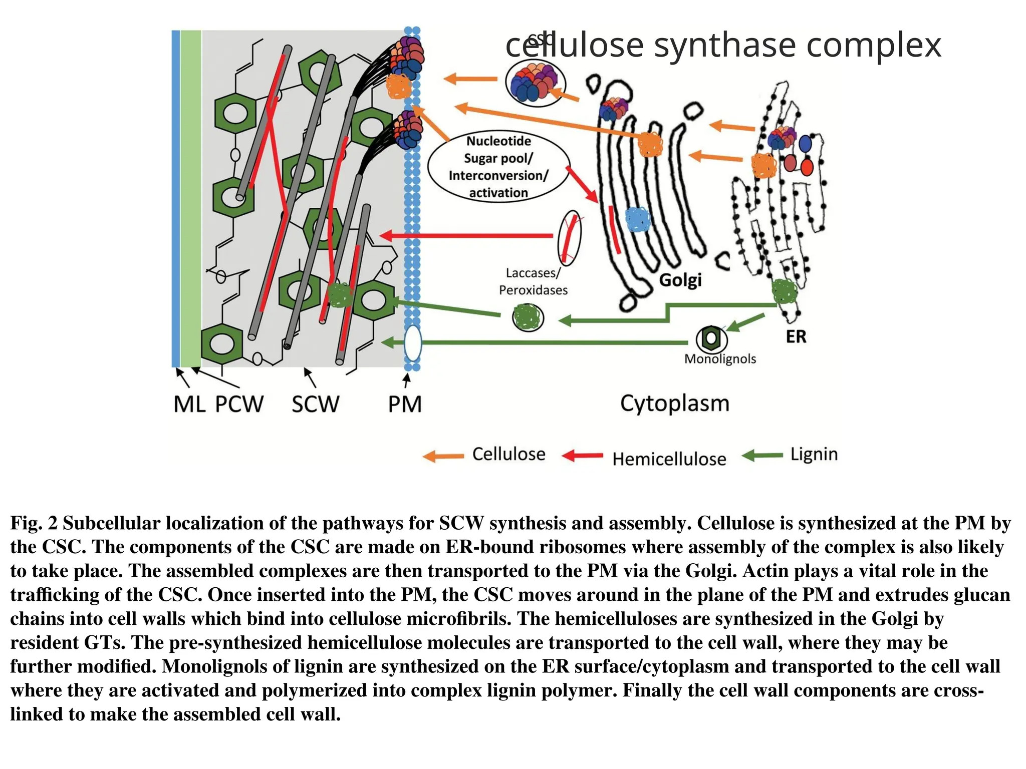 Plant cell wall structure and plasma membrane | PPT