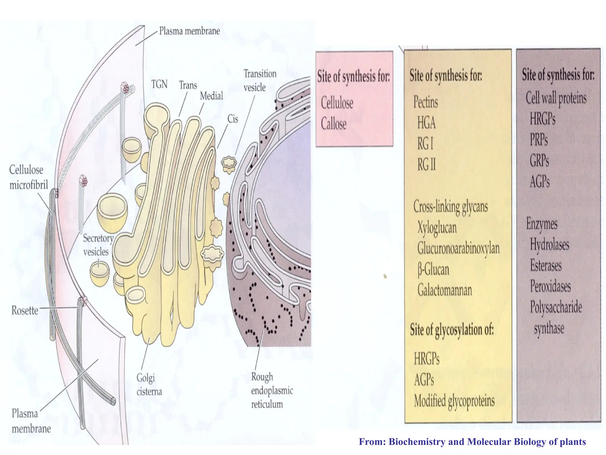 Plant cell wall structure and plasma membrane | PPT