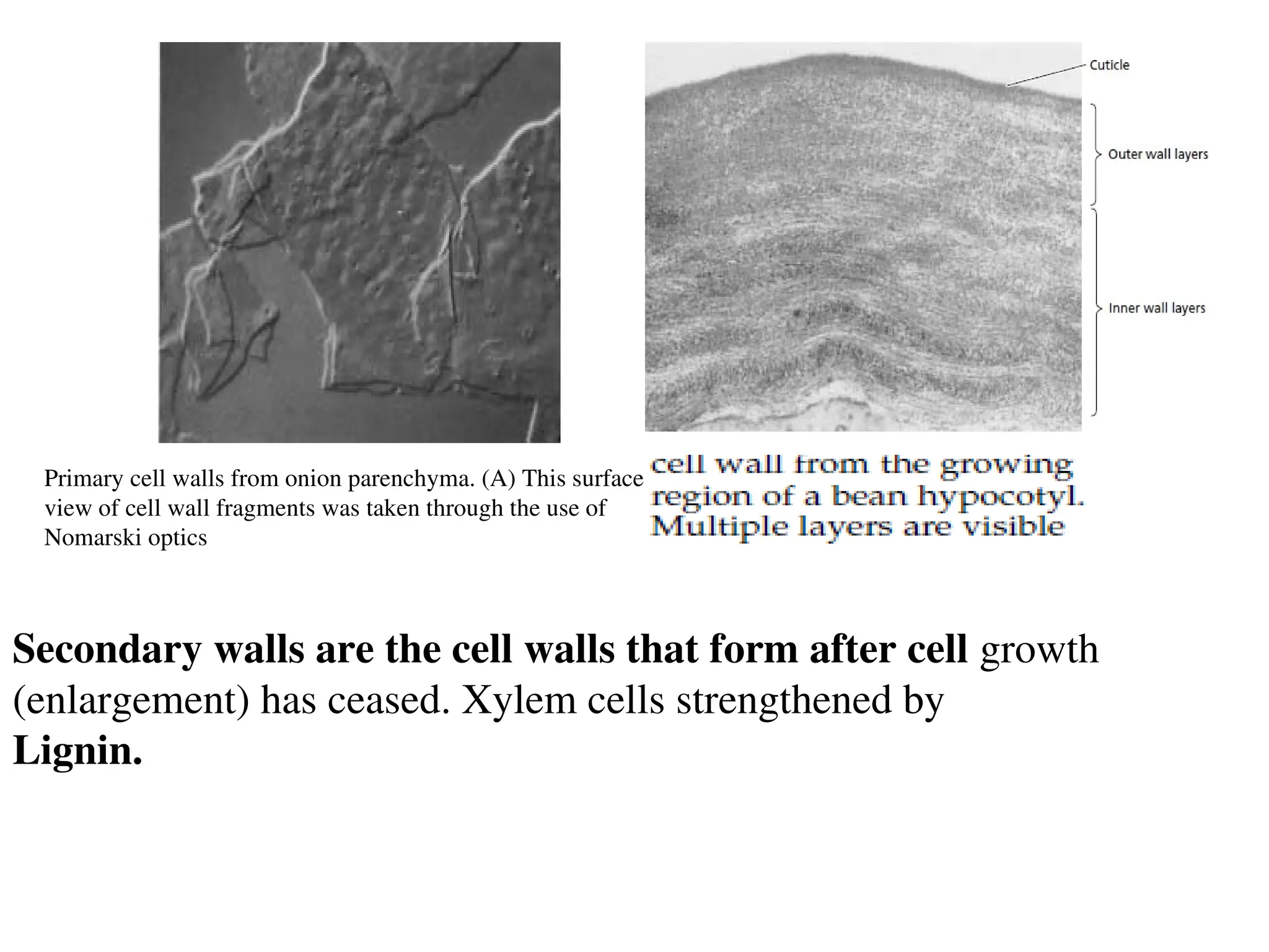 Plant cell wall structure and plasma membrane | PPT