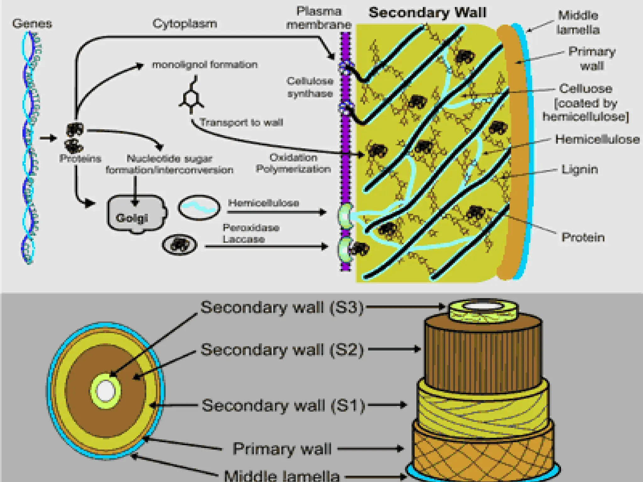 Plant cell wall structure and plasma membrane | PPT