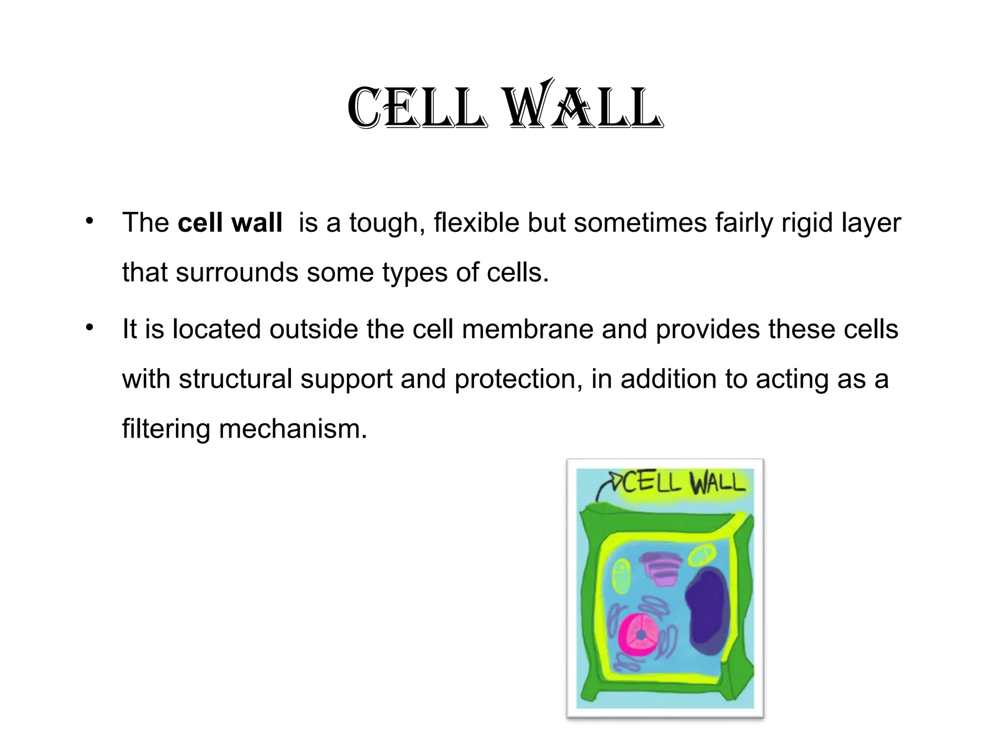 Plant cell wall structure and plasma membrane | PPT
