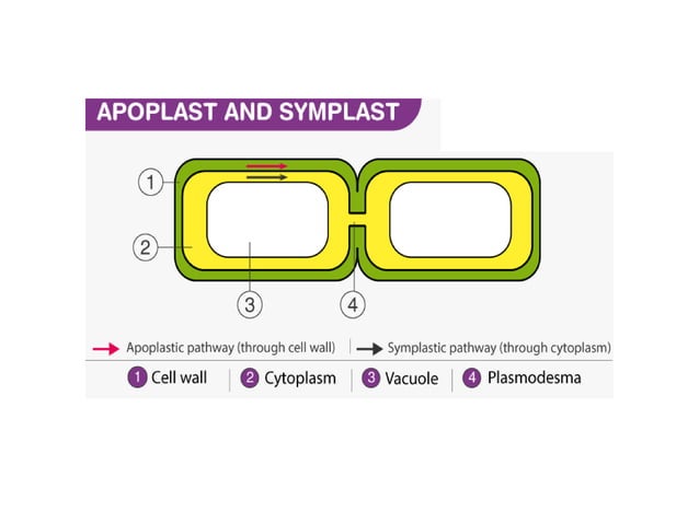 Plant cell wall structure and plasma membrane | PPT