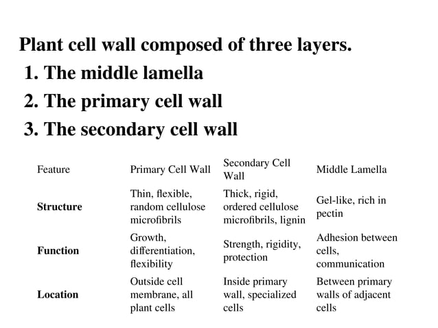 Plant cell wall structure and plasma membrane | PPT