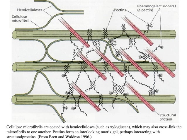 Plant cell wall structure and plasma membrane | PPT