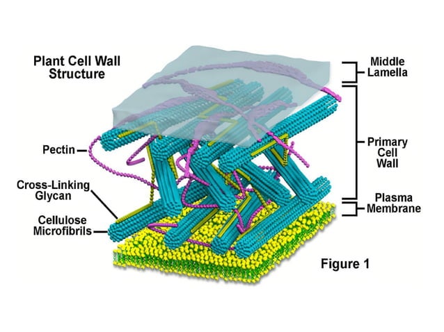 Plant cell wall structure and plasma membrane | PPT