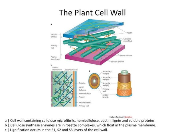 Plant cell wall structure and plasma membrane | PPT