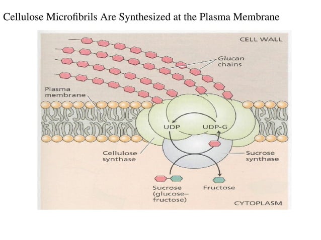 Plant cell wall structure and plasma membrane | PPT