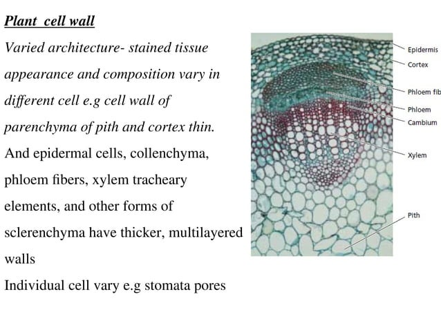 Plant cell wall structure and plasma membrane | PPT