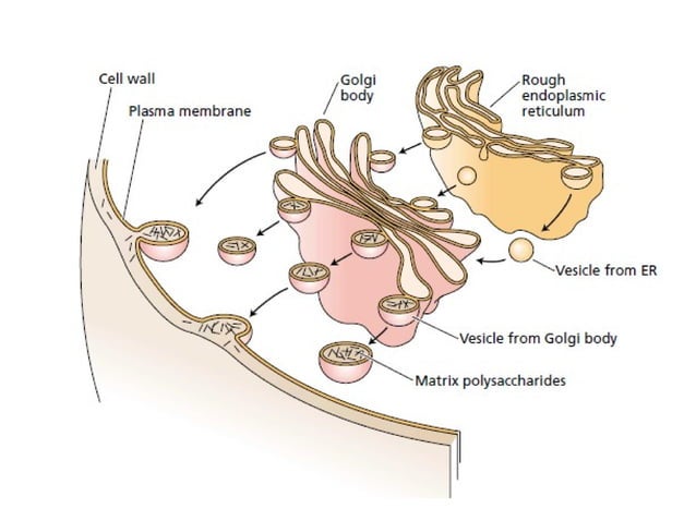 Plant cell wall structure and plasma membrane | PPT