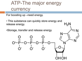 The Energy of Life: An Exploration of ATP | PPTX