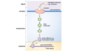 Prokaryotic transcription | PPT