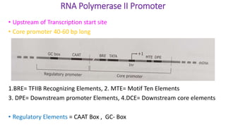 Eukaryotic promoter sequence/Elements | PPT
