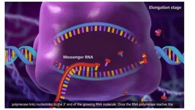 Eukaryotic promoter sequence/Elements | PPT