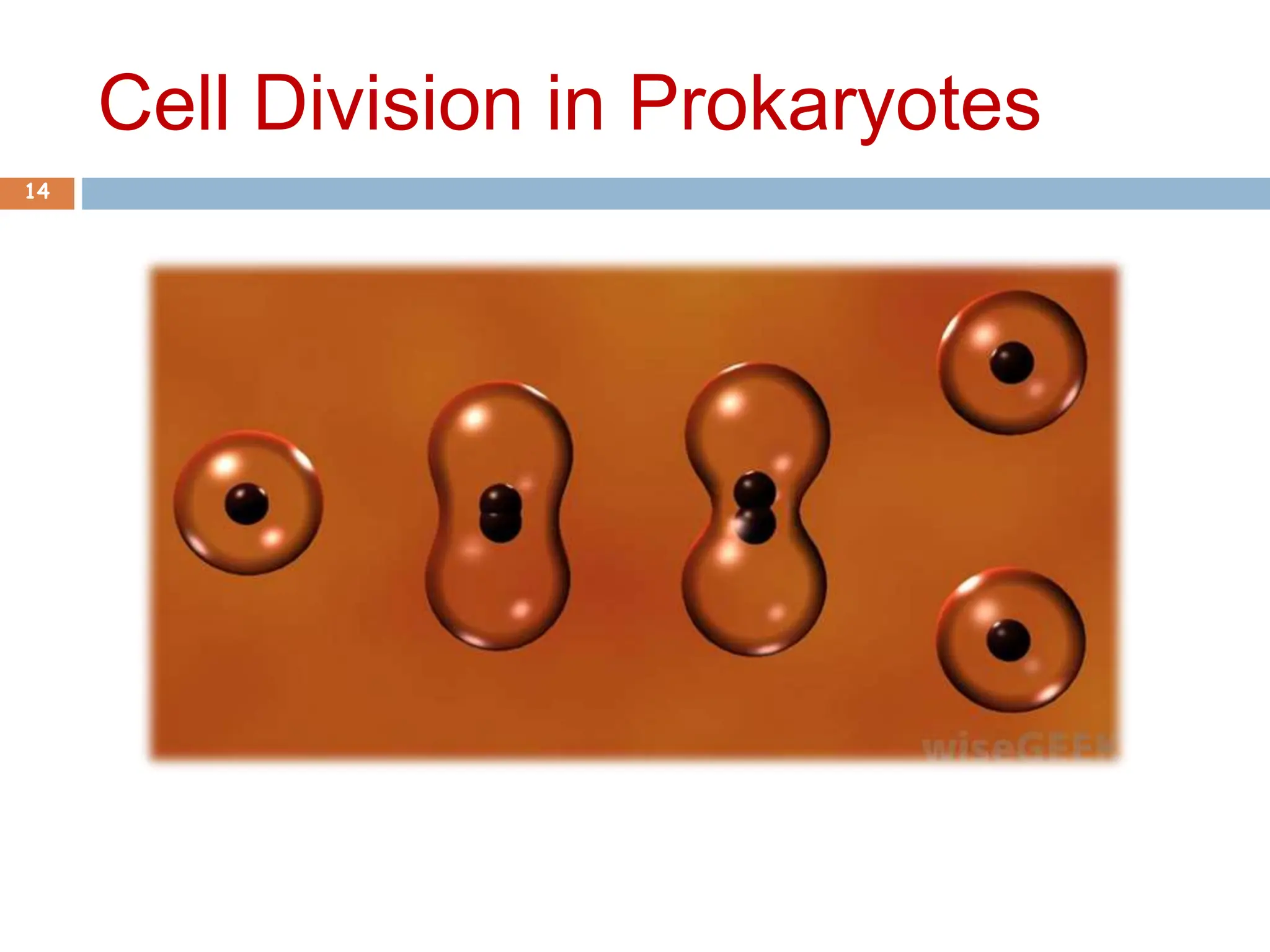 Exploring the Cell Cycle and Cell Division | PPTX | Biological Sciences ...