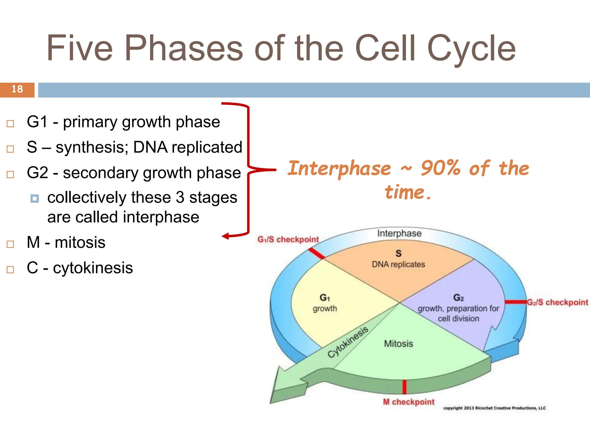 Exploring the Cell Cycle and Cell Division | PPTX