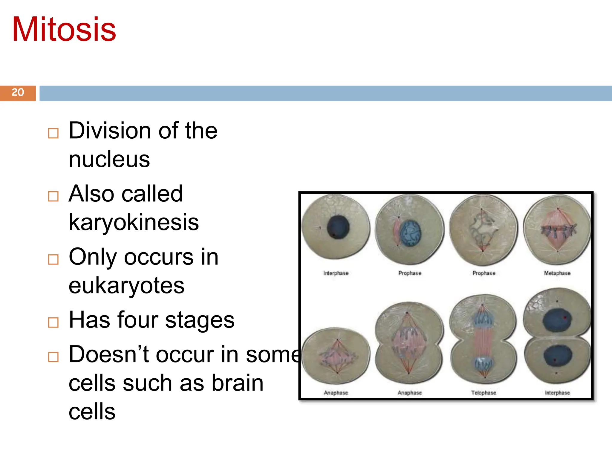 Exploring the Cell Cycle and Cell Division | PPTX | Biological Sciences ...