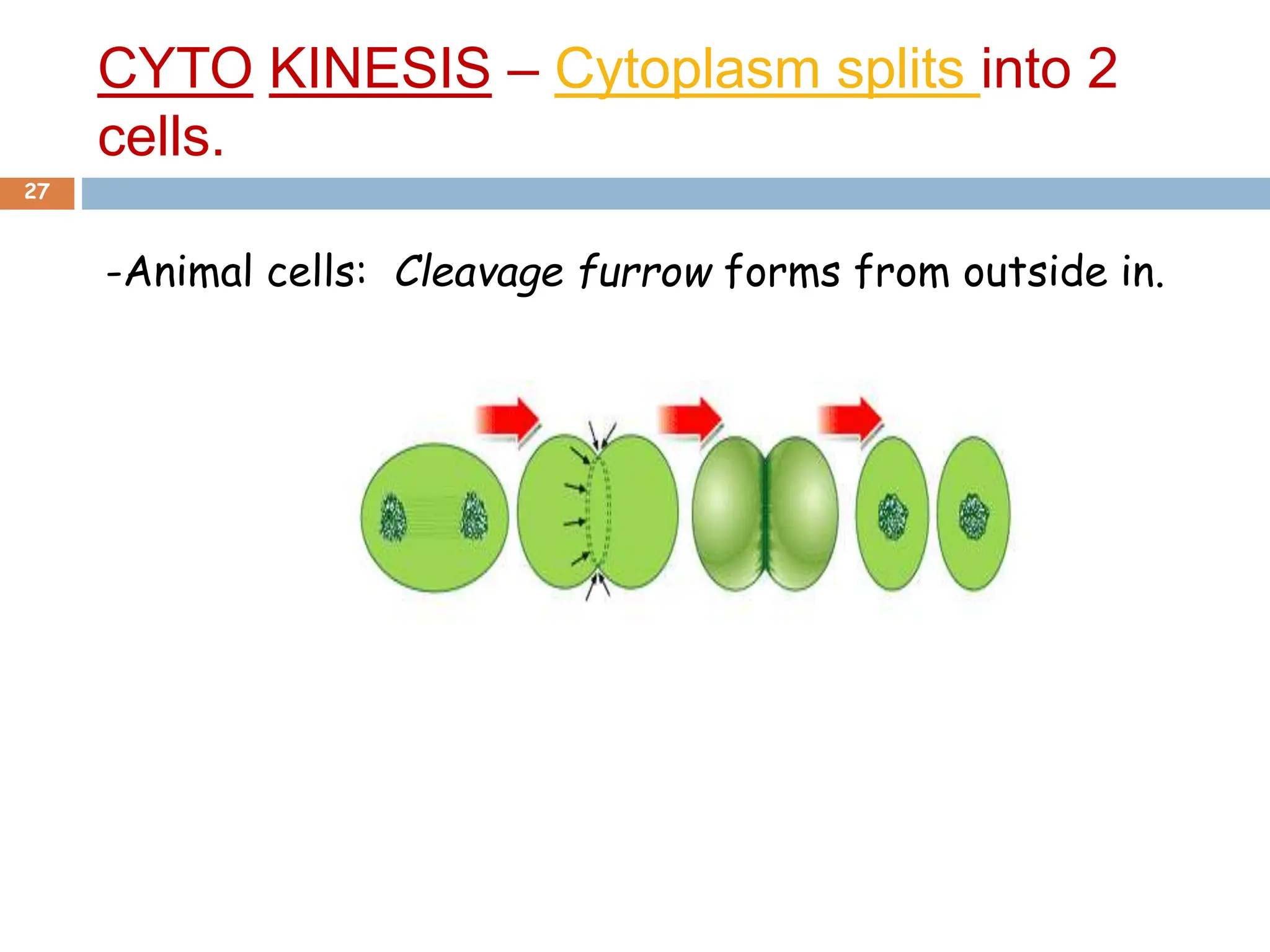 Exploring the Cell Cycle and Cell Division | PPTX