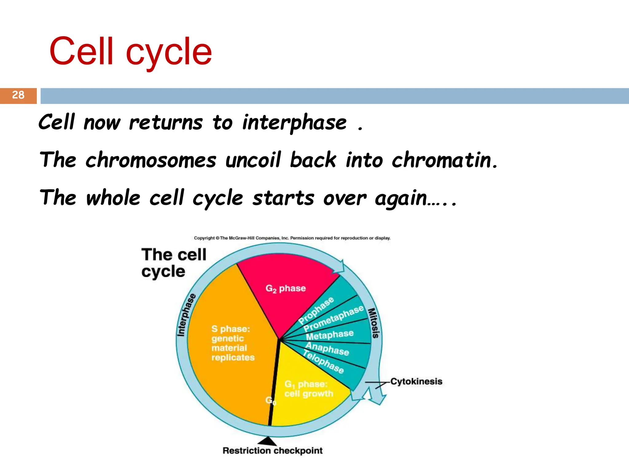 Exploring the Cell Cycle and Cell Division | PPTX