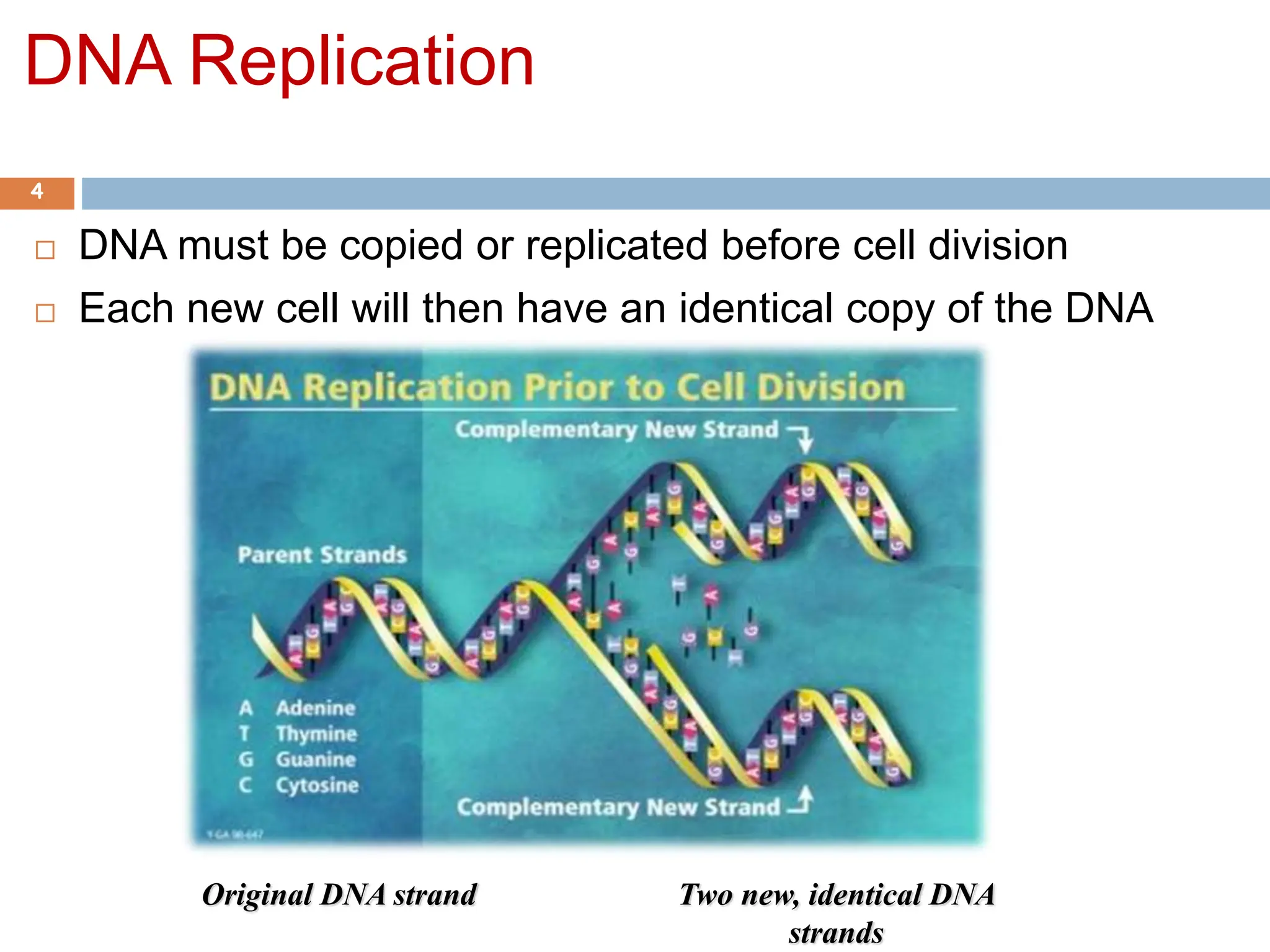 Exploring the Cell Cycle and Cell Division | PPTX