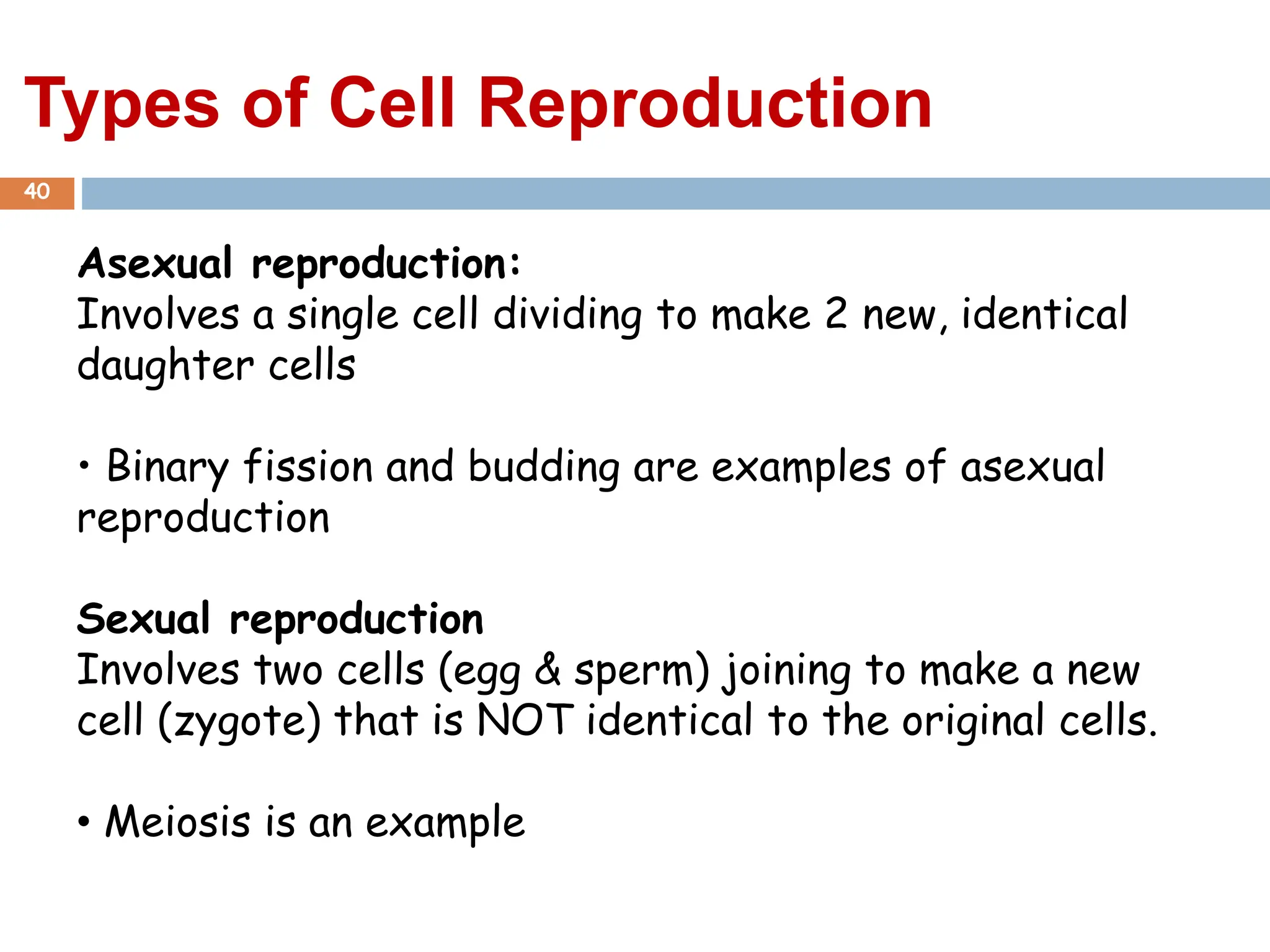 Exploring the Cell Cycle and Cell Division | PPTX