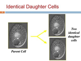 Exploring the Cell Cycle and Cell Division | PPTX | Biological Sciences ...