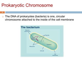 Exploring the Cell Cycle and Cell Division | PPTX