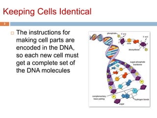 Bio103 NSU Lecture-13,14_Cell Cycle.pptx