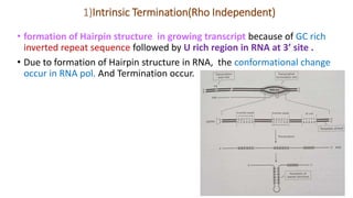 Prokaryotic transcription | PPT