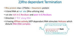 Prokaryotic transcription | PPT | Free Download