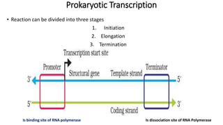 Prokaryotic transcription | PPT