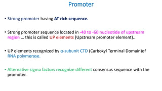 Prokaryotic transcription | PPT