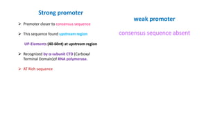 Prokaryotic transcription | PPT